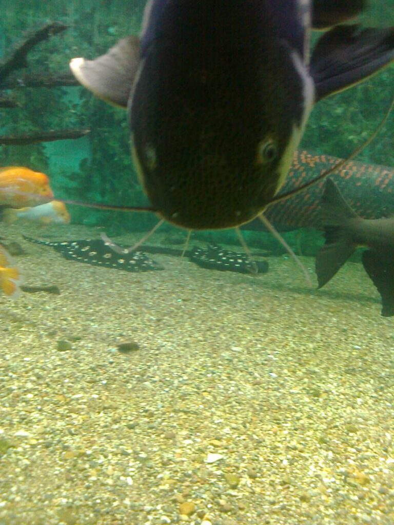 Catfish2 copy – Alice Thomsen